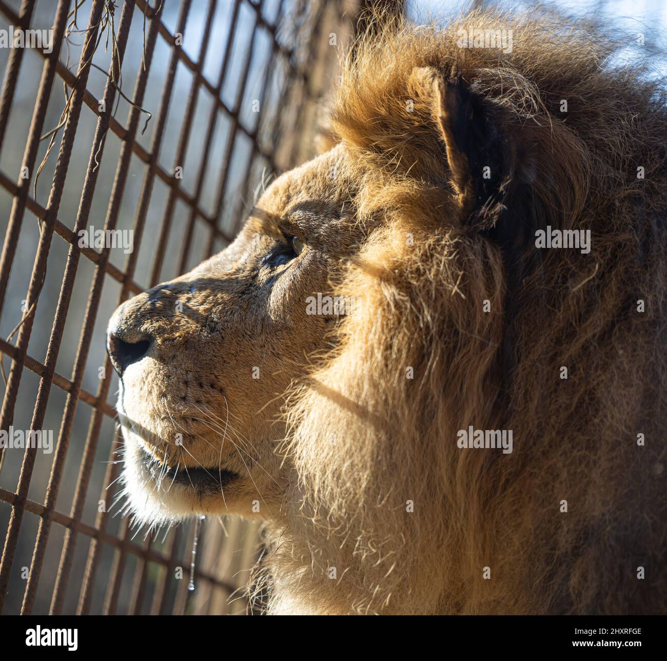 Closeup of a furry lion looking through the cage under sunlight Stock ...