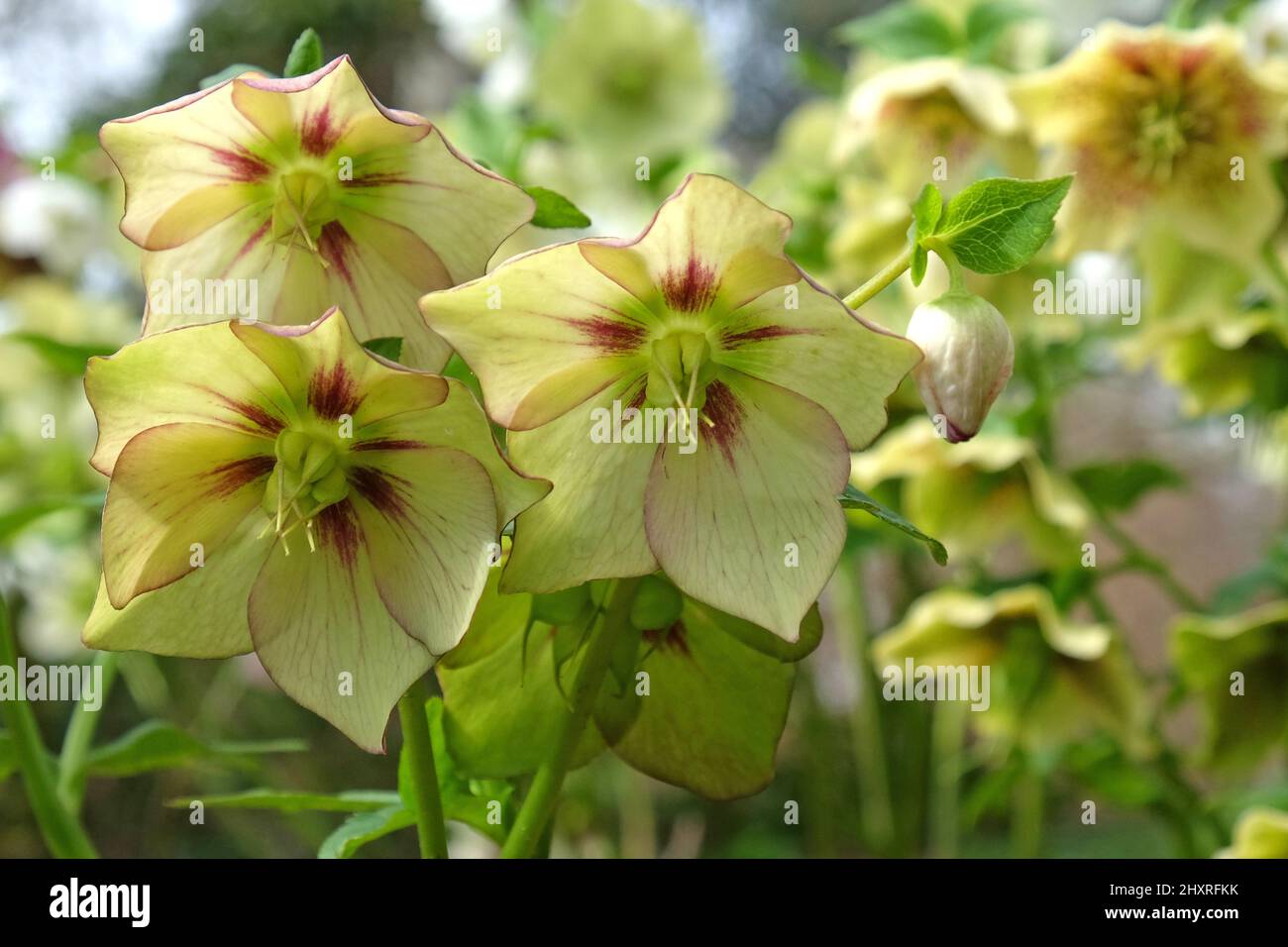 Yellow speckled hellebore hi-res stock photography and images - Alamy