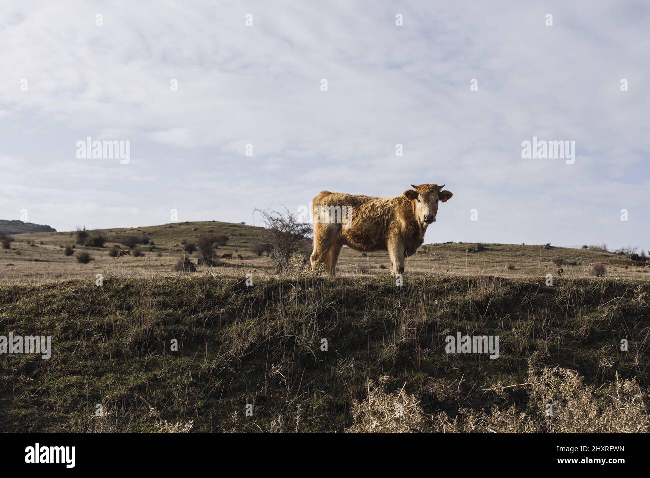 Closeup of a cow on a hill Stock Photo - Alamy