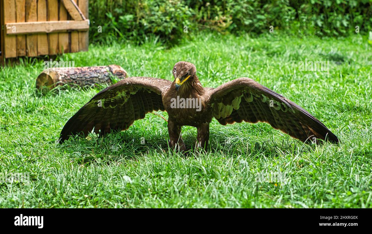 Closeup of an eagle with open wings on a grass Stock Photo - Alamy