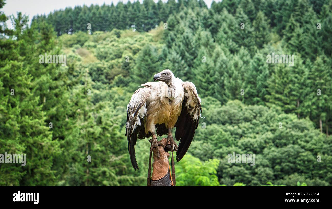 Closeup of a griffon vulture on a green forest background Stock Photo ...