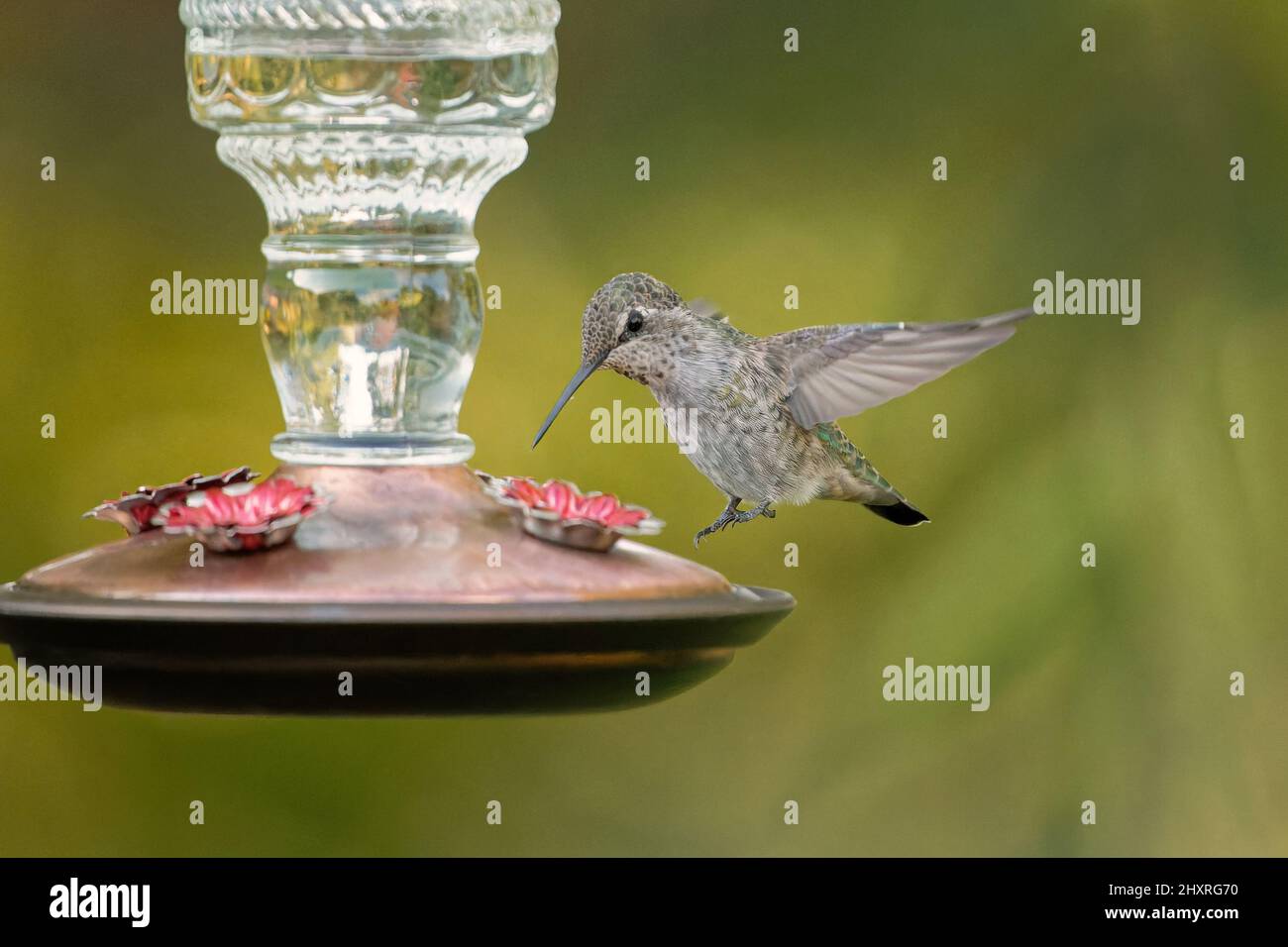 Closeup shot of a hummingbird drinking from a bird feeder Stock Photo ...