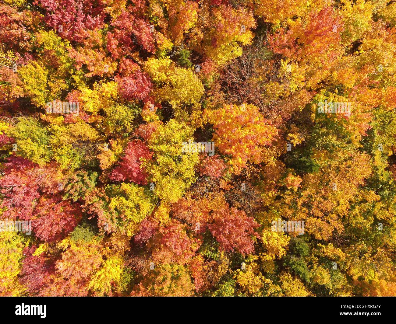 Aerial view of colorful autumn trees in a forest Stock Photo - Alamy