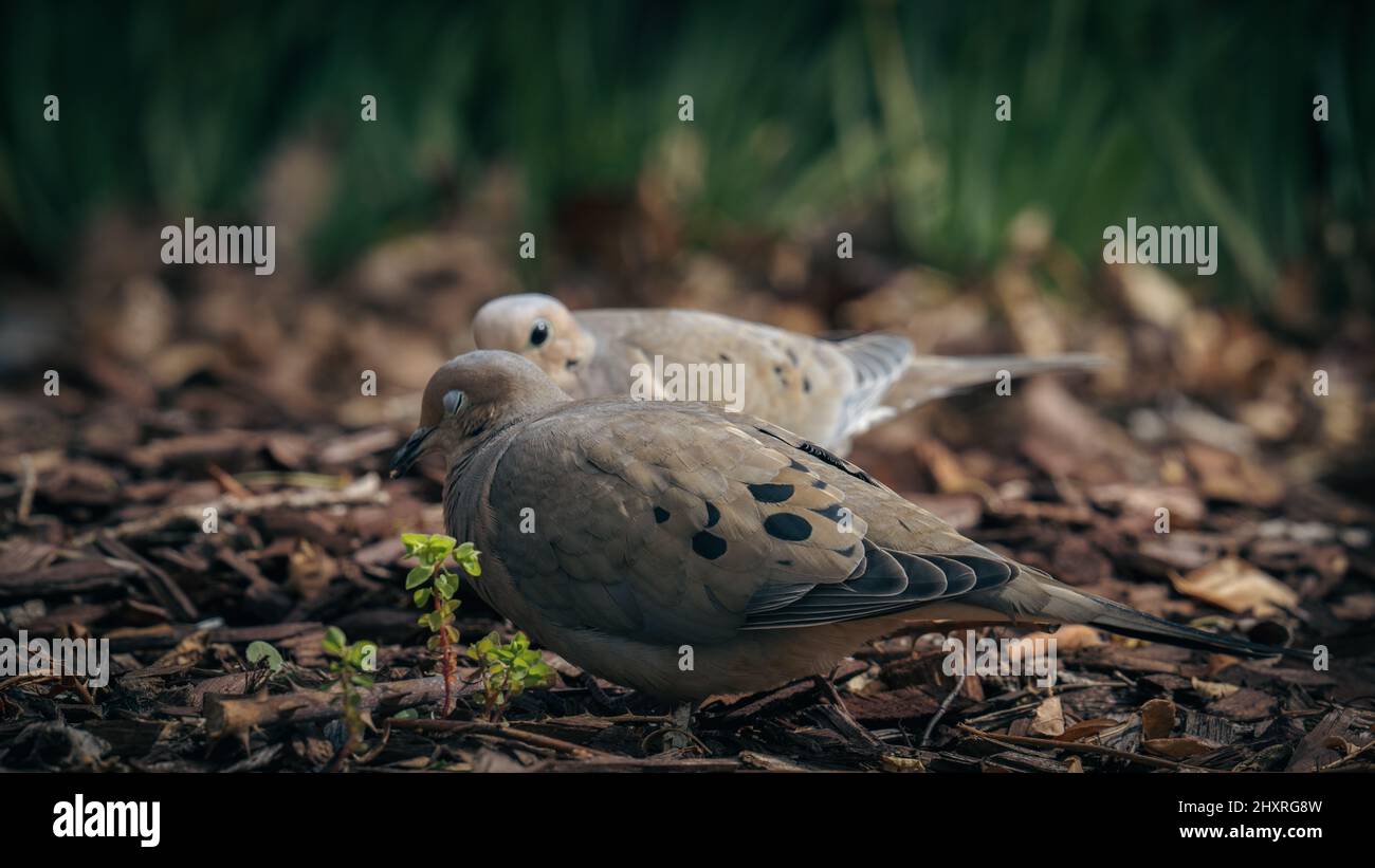 Garden mourning doves hi-res stock photography and images - Alamy