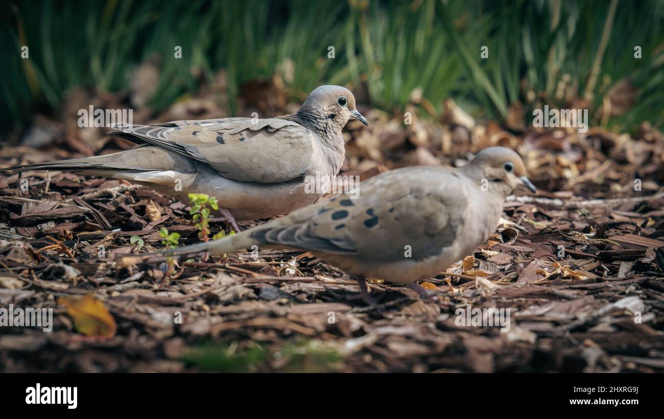 Selective focus shot of mourning doves (zenaida macroura Stock Photo ...
