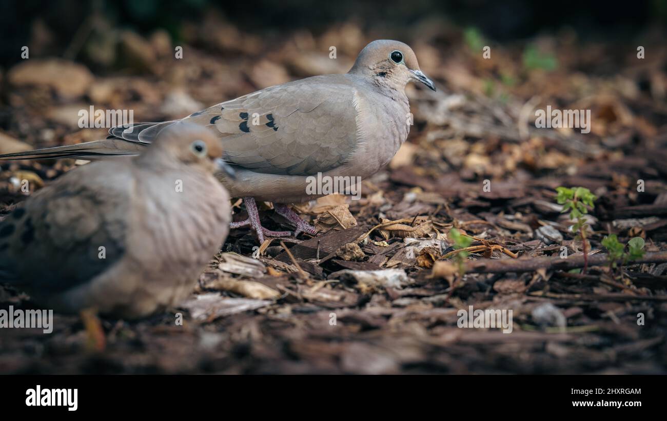 Selective focus shot of mourning doves (zenaida macroura Stock Photo ...