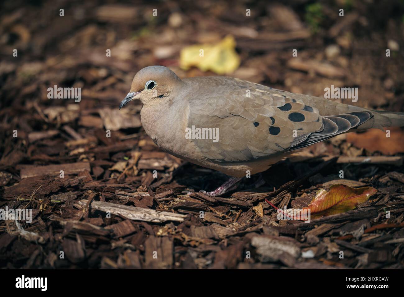 Selective focus shot of mourning dove (zenaida macroura Stock Photo - Alamy