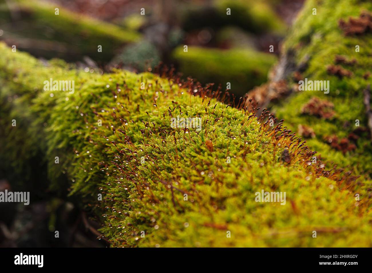 Autumn forest after rain hi-res stock photography and images - Alamy