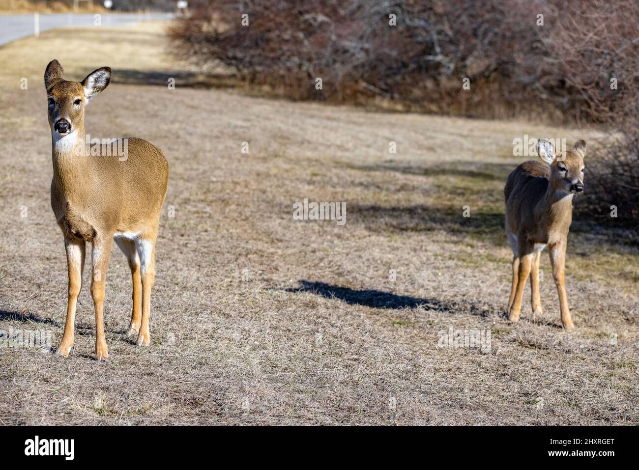 Pair of small baby deer on the side of a road Stock Photo - Alamy