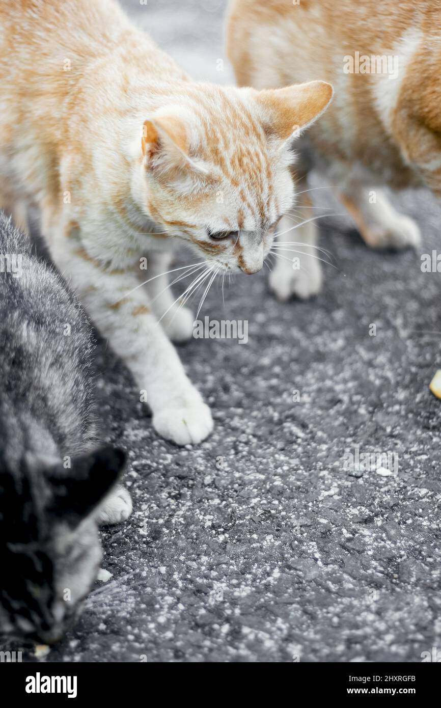 Three stray cats eating together on the street Stock Photo - Alamy