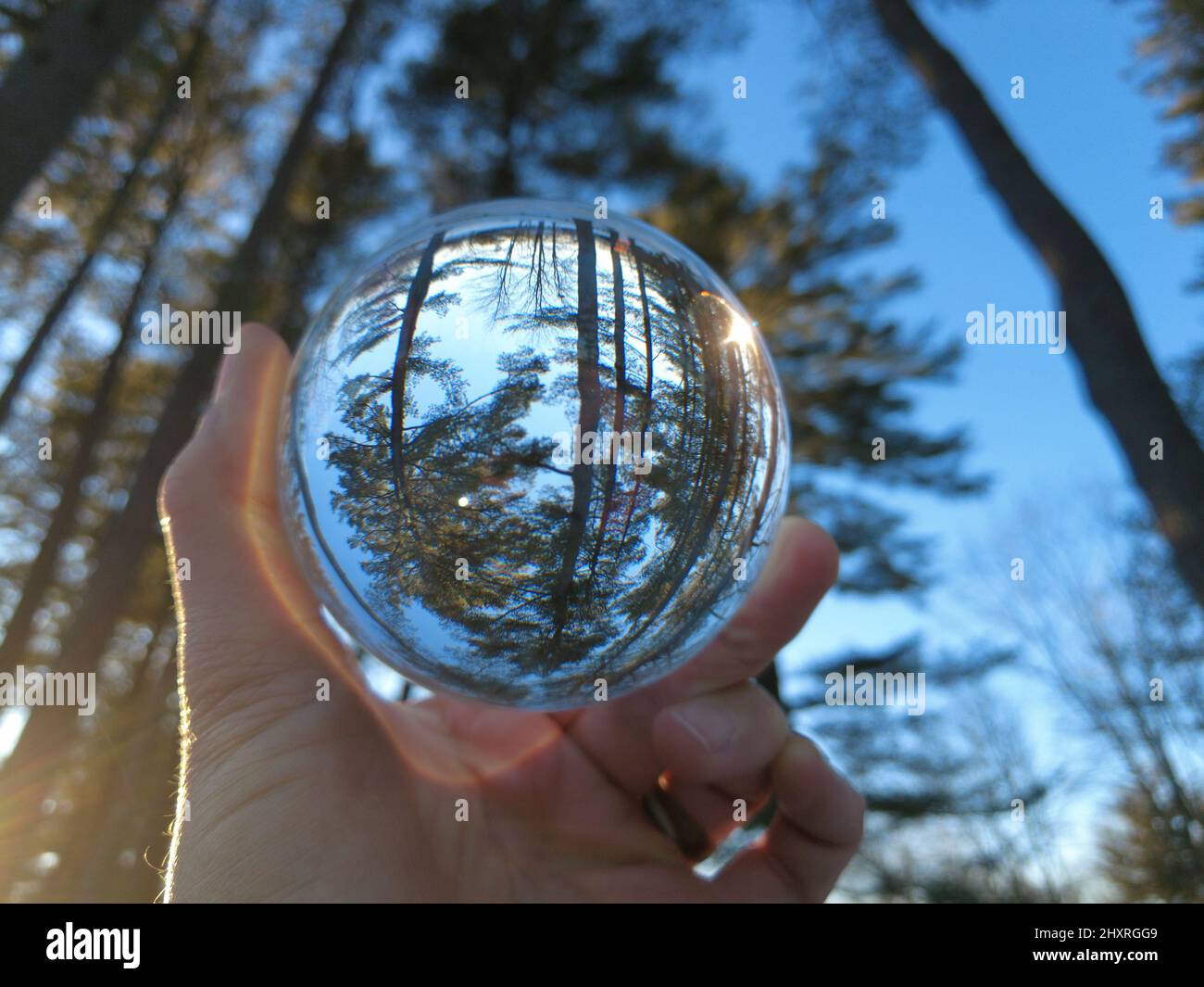 A hand holding a reflective glass ball in a forest Stock Photo - Alamy