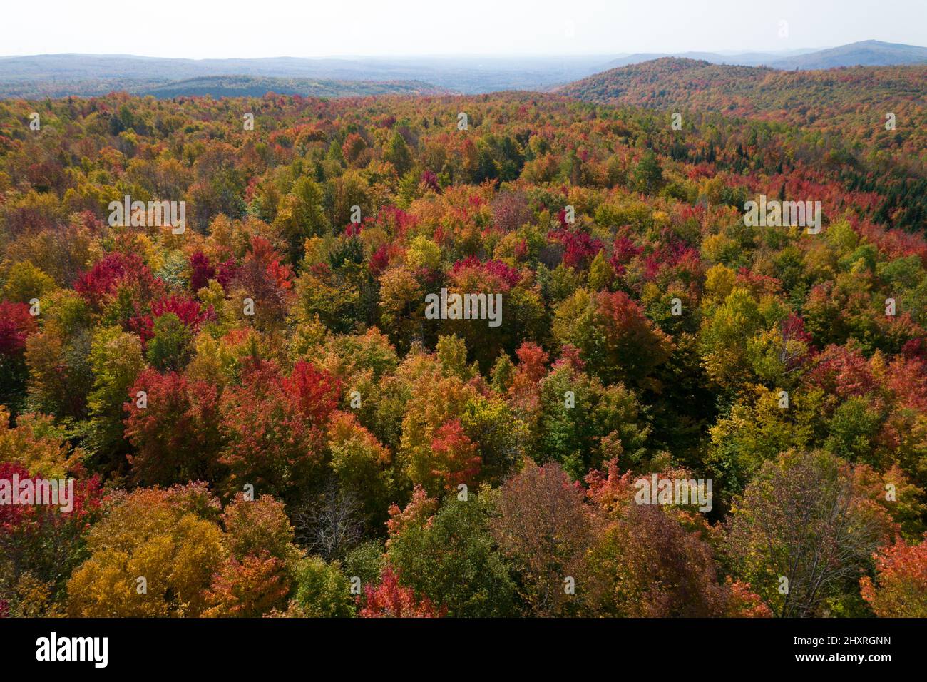 Aerial view of colorful autumn trees in a forest Stock Photo - Alamy