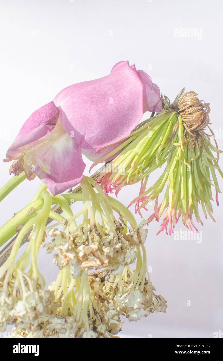Photo pf pink flower on white background Stock Photo - Alamy