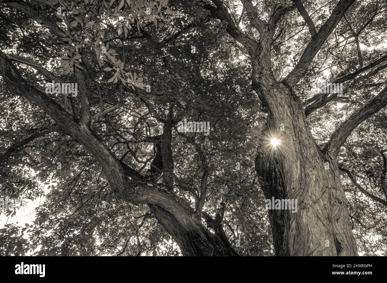 Photo of a hollow in a tree Stock Photo - Alamy