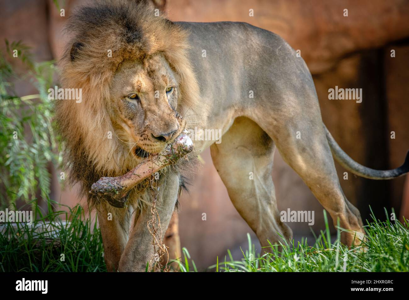 Huge male lion biting a bone in captivity Stock Photo - Alamy