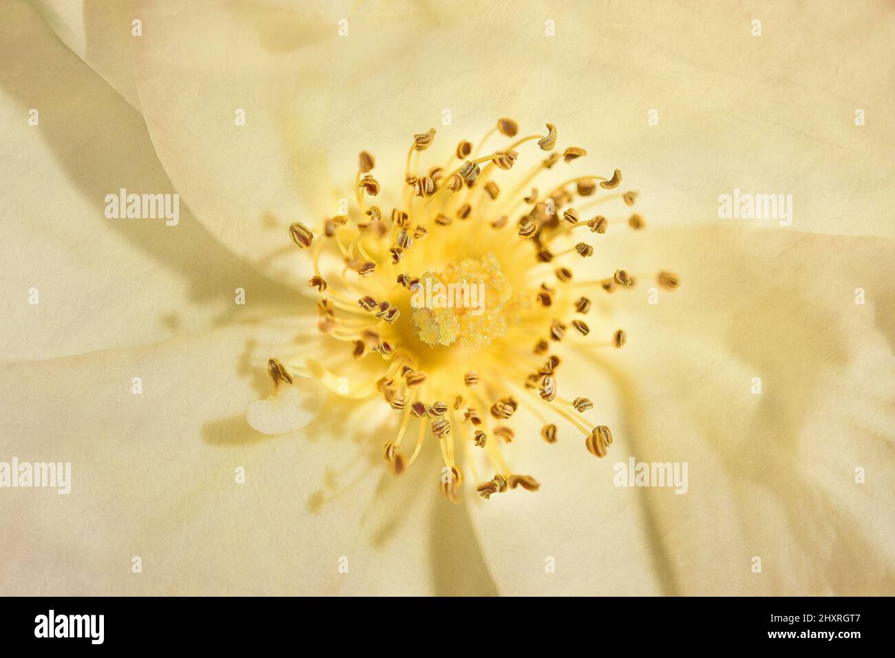 Top view of pistils and a stamen of a white rose under the sunlight ...