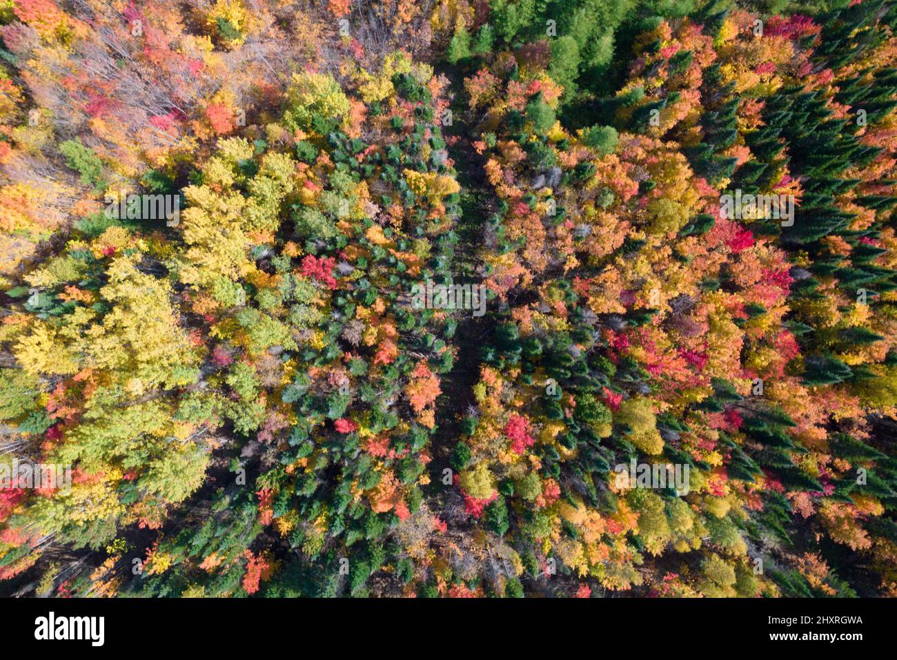 Aerial view of colorful autumn trees in a forest Stock Photo - Alamy