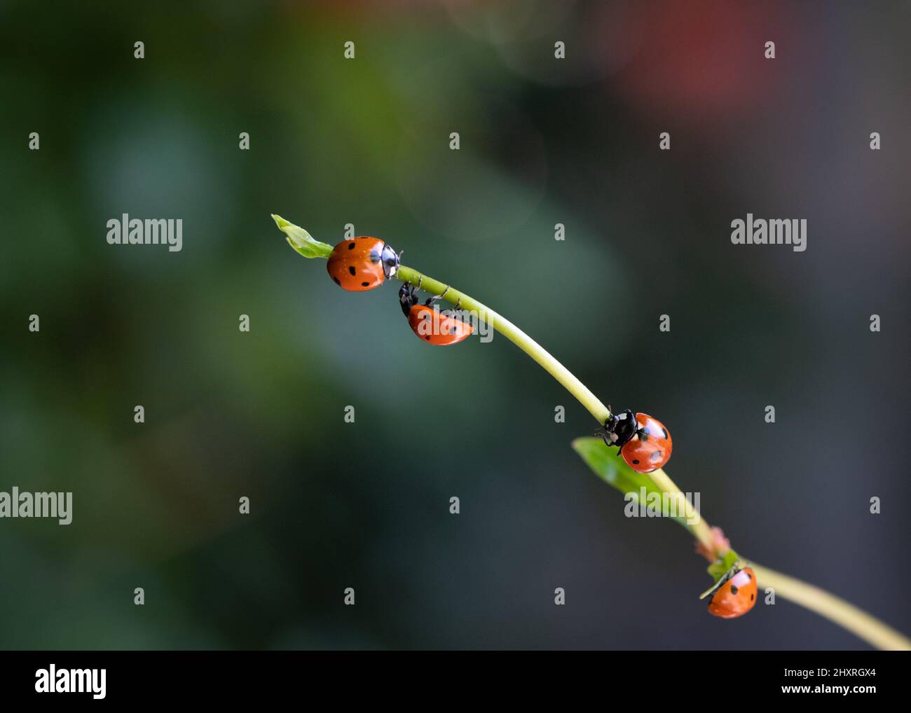 Macro shot of lady bugs on a young vine of a plant Stock Photo - Alamy