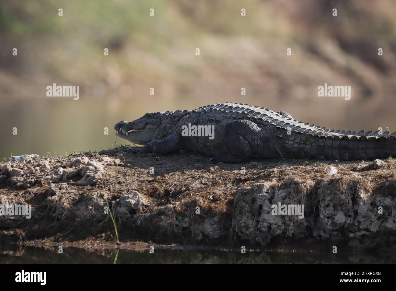 Closeup of a Saltwater crocodile near the lake Stock Photo - Alamy