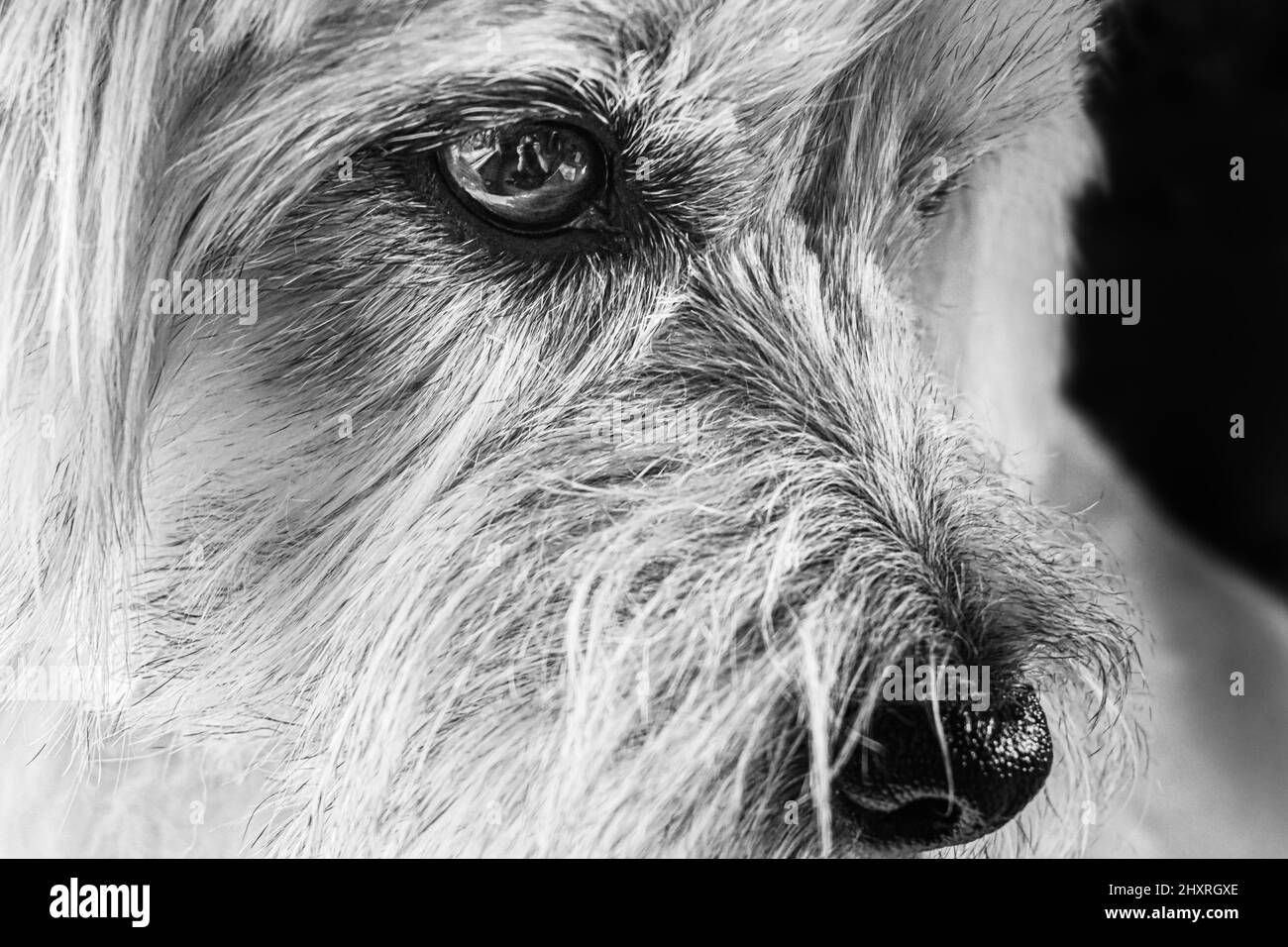Photo of dogs face in grayscale Stock Photo - Alamy