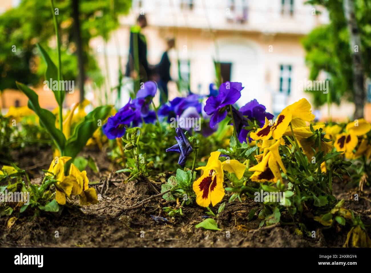 Violas garden hi-res stock photography and images - Alamy