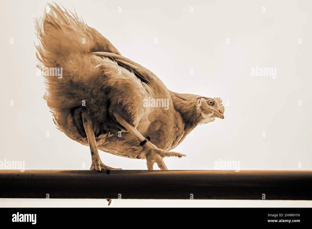 Angle photo of chicken on the fence Stock Photo - Alamy