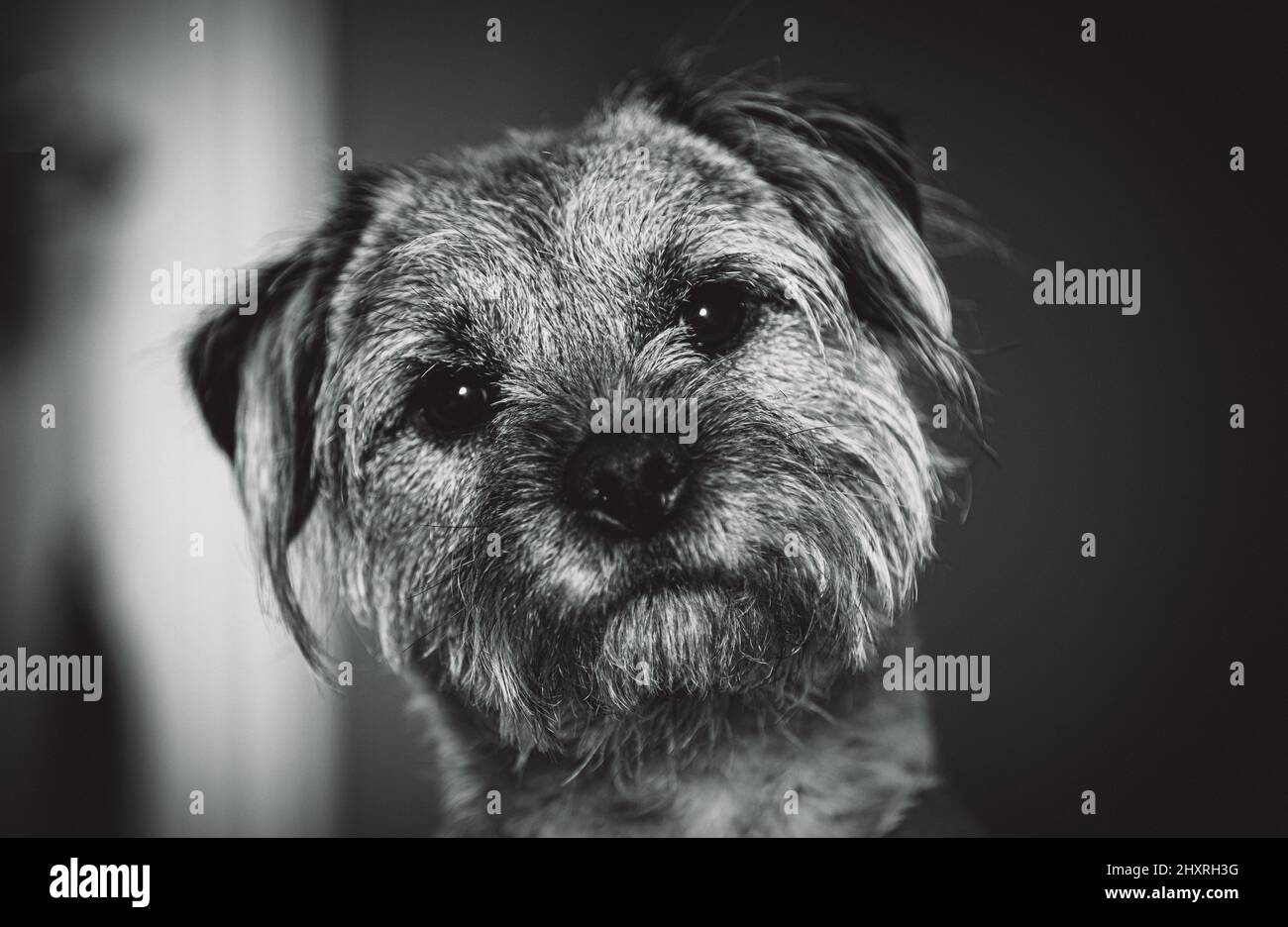A grayscale close-up shot of a cute fluffy Border Terrier dog looking ...