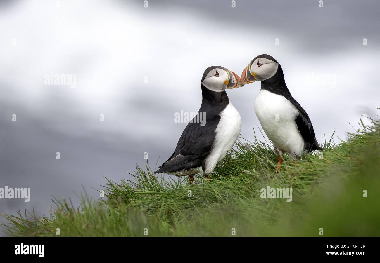 Cute Atlantic puffins kissing together and standing on the grass Stock ...
