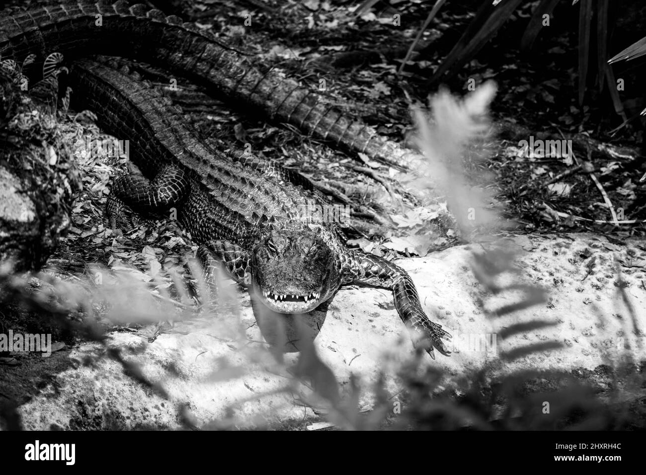 Grayscale shot of an alligator in a river Stock Photo - Alamy