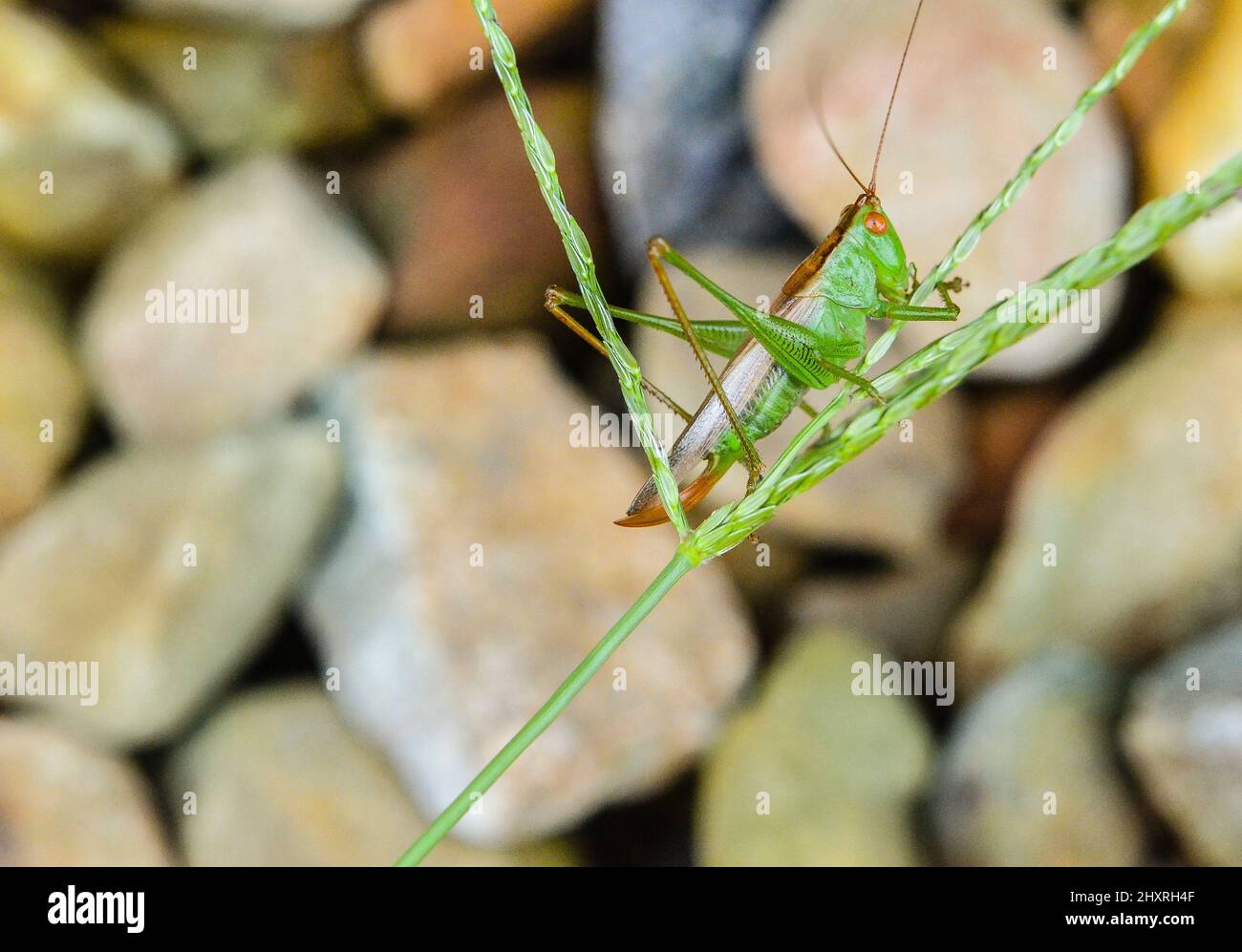 Closeup of a grasshopper above cut firewood Stock Photo - Alamy