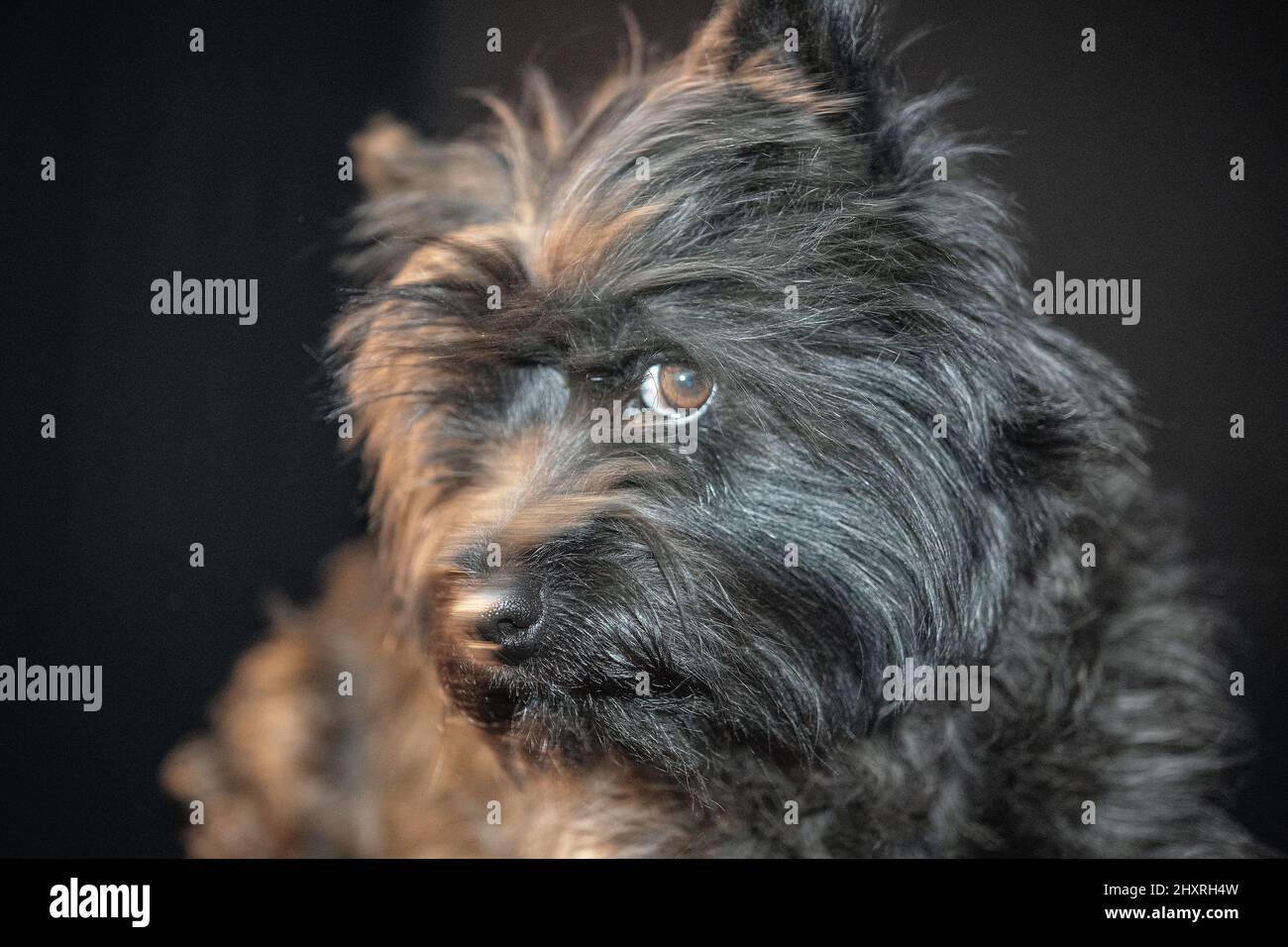 Photo of a cute grad dog Stock Photo - Alamy