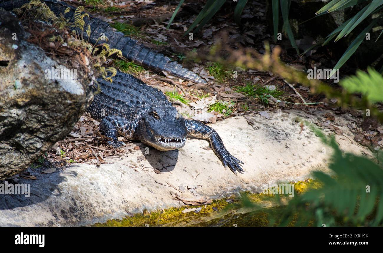Scary alligator in a river Stock Photo - Alamy
