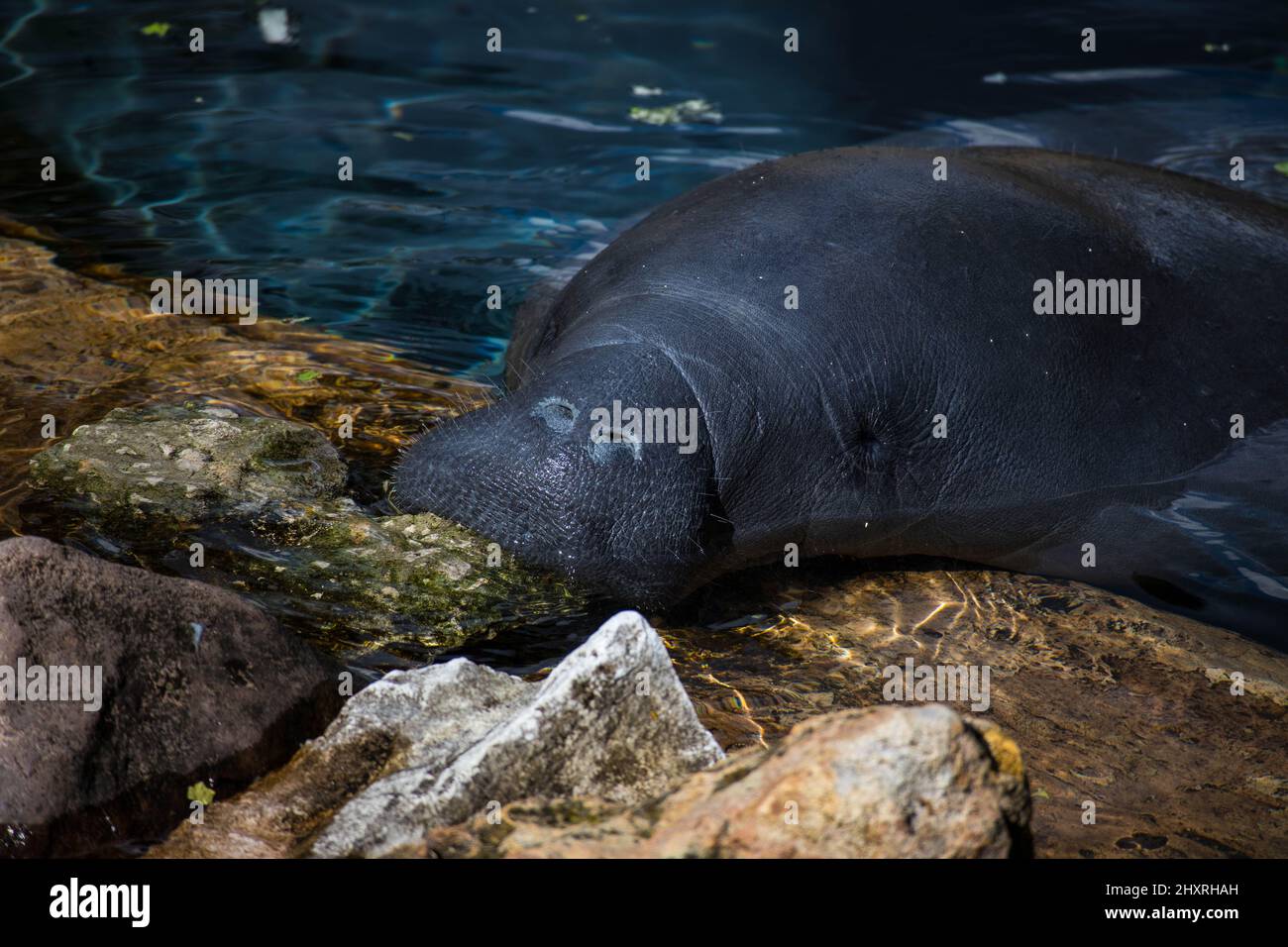Big southern elephant seal relaxing in the water Stock Photo - Alamy