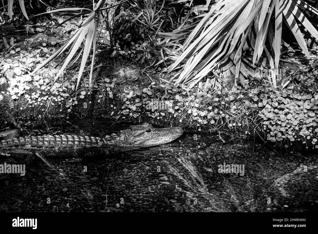 Grayscale shot of an alligator in a river Stock Photo - Alamy
