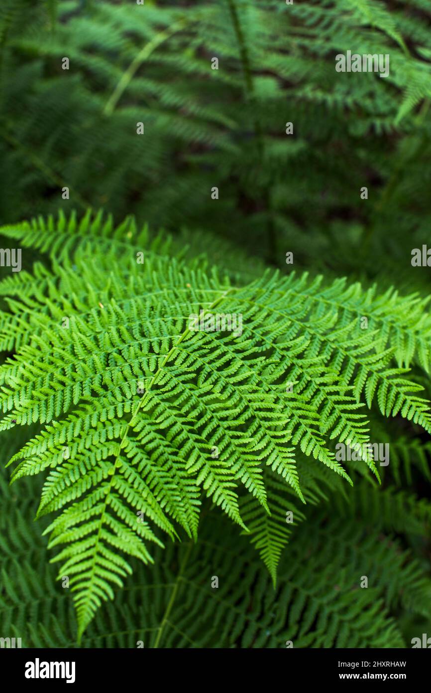 Fern shape hi-res stock photography and images - Alamy