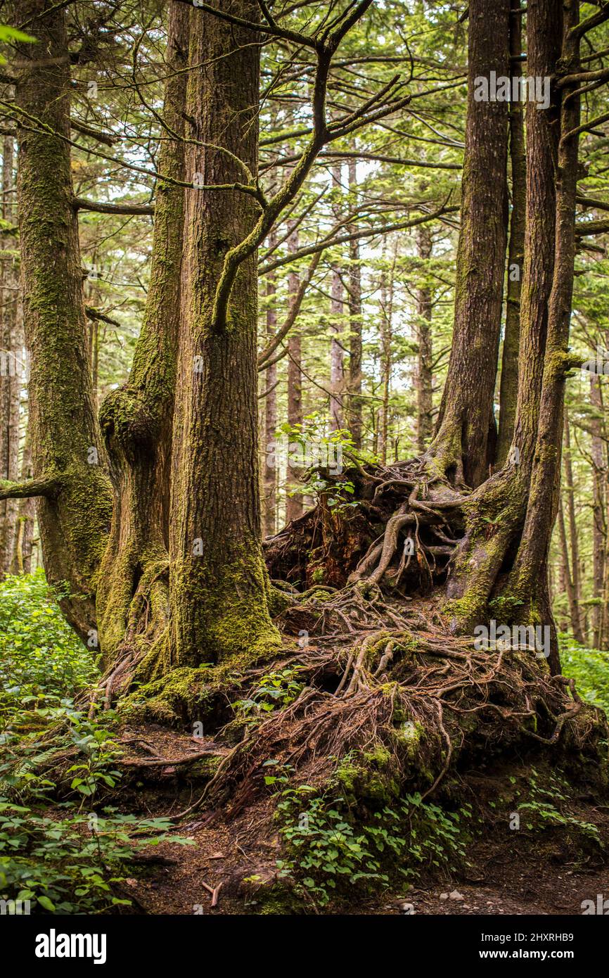 A cluster of trees and roots in a mossy old growth forest Stock Photo ...