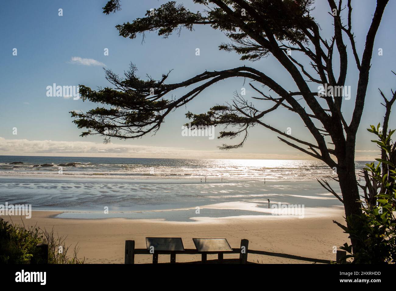A wide, bright blue beach scene with a sprawling tree Stock Photo - Alamy