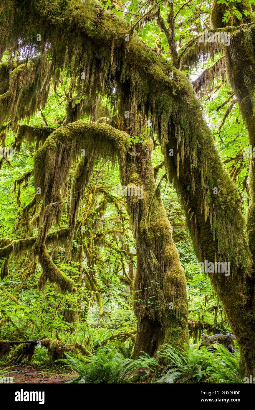 Moss hangs from ancient maple trees in old-growth forest Stock Photo ...