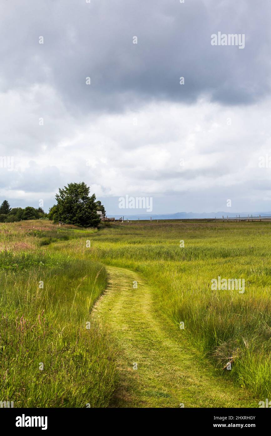 Tall pacific northwest grass hi-res stock photography and images - Alamy