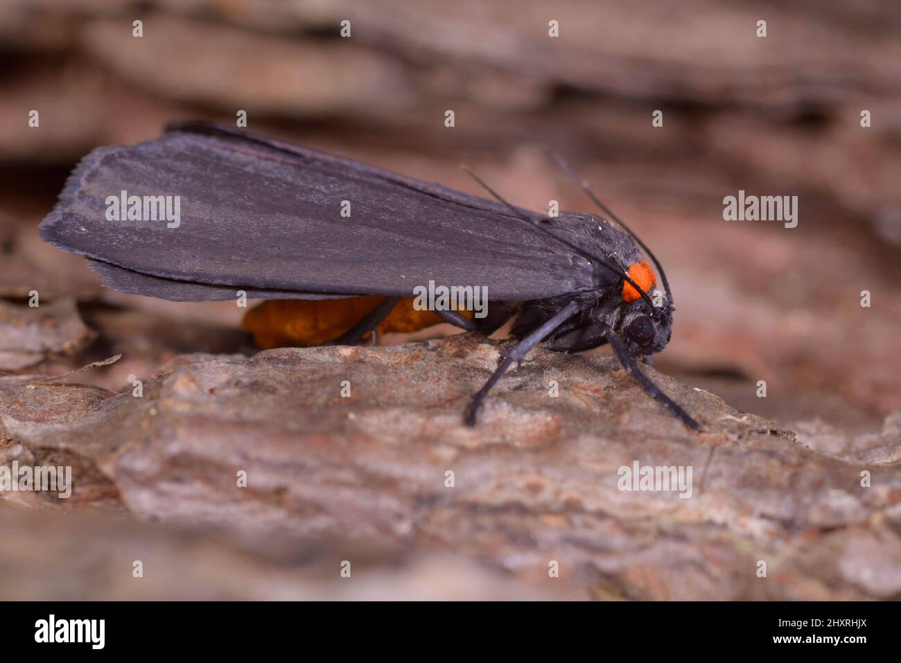 red-necked footman moth, Atolmis rubricollis sitting on a tree trunk ...