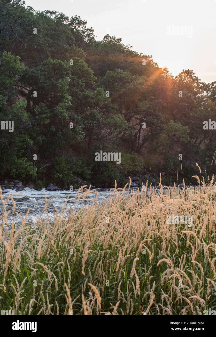 Native grasses along a forested river Stock Photo - Alamy