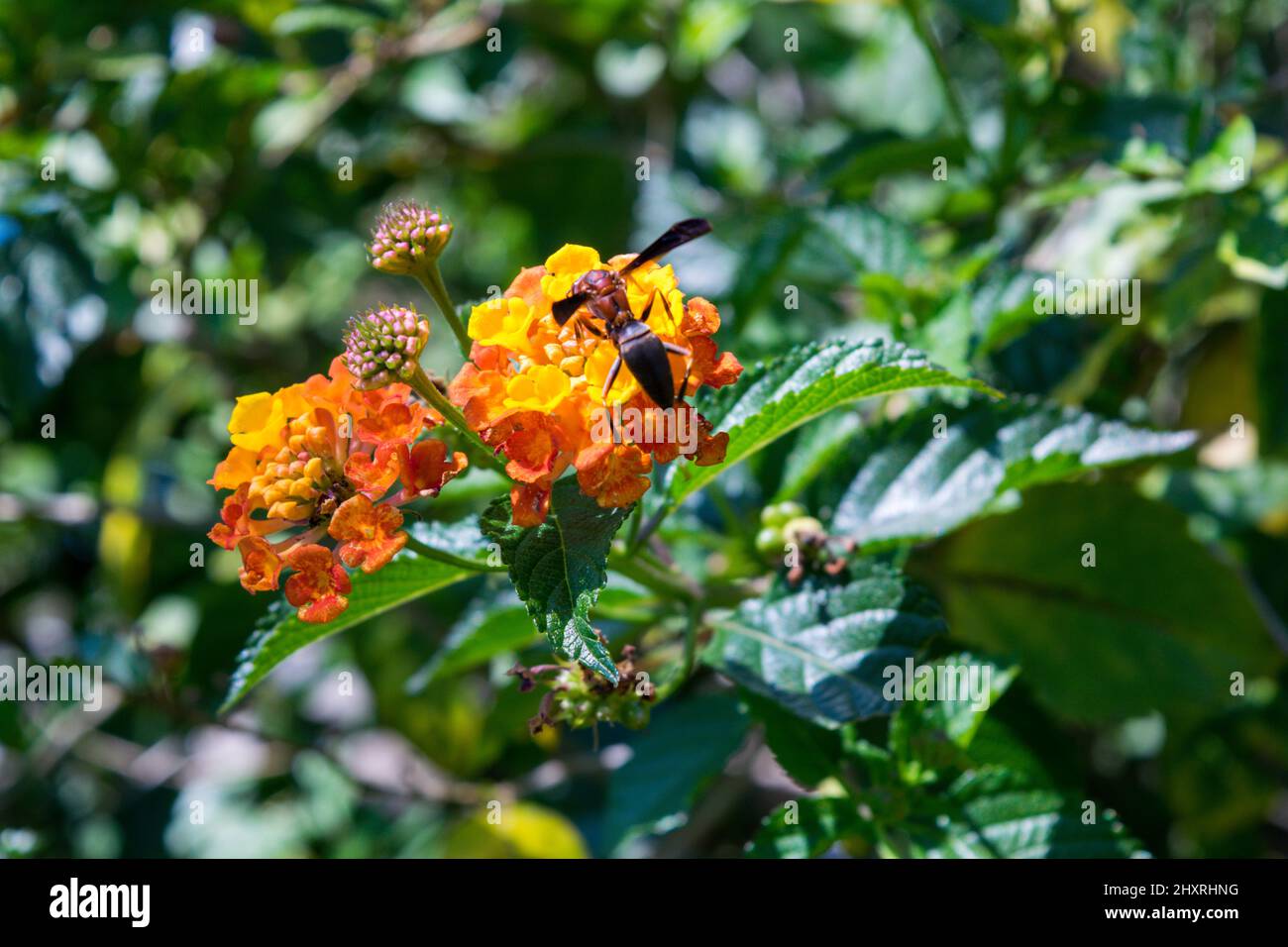 Insects flying around hi-res stock photography and images - Alamy