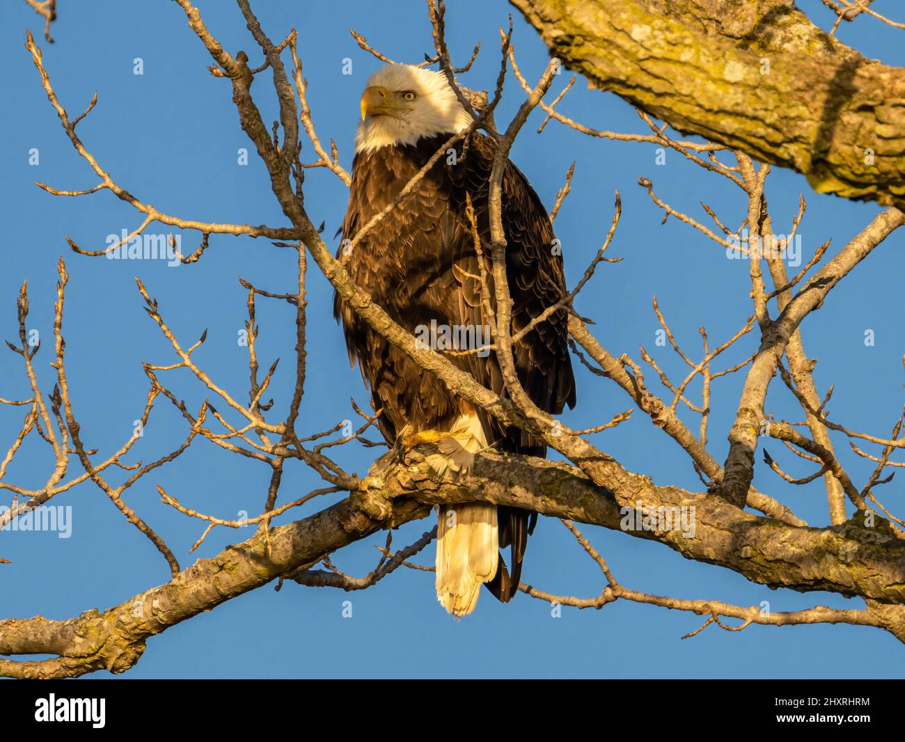 Flying between branches hi-res stock photography and images - Alamy