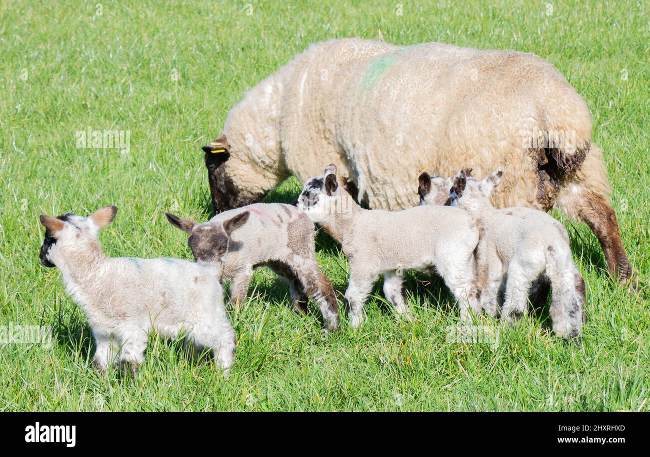 Rearing of ewe hi-res stock photography and images - Alamy