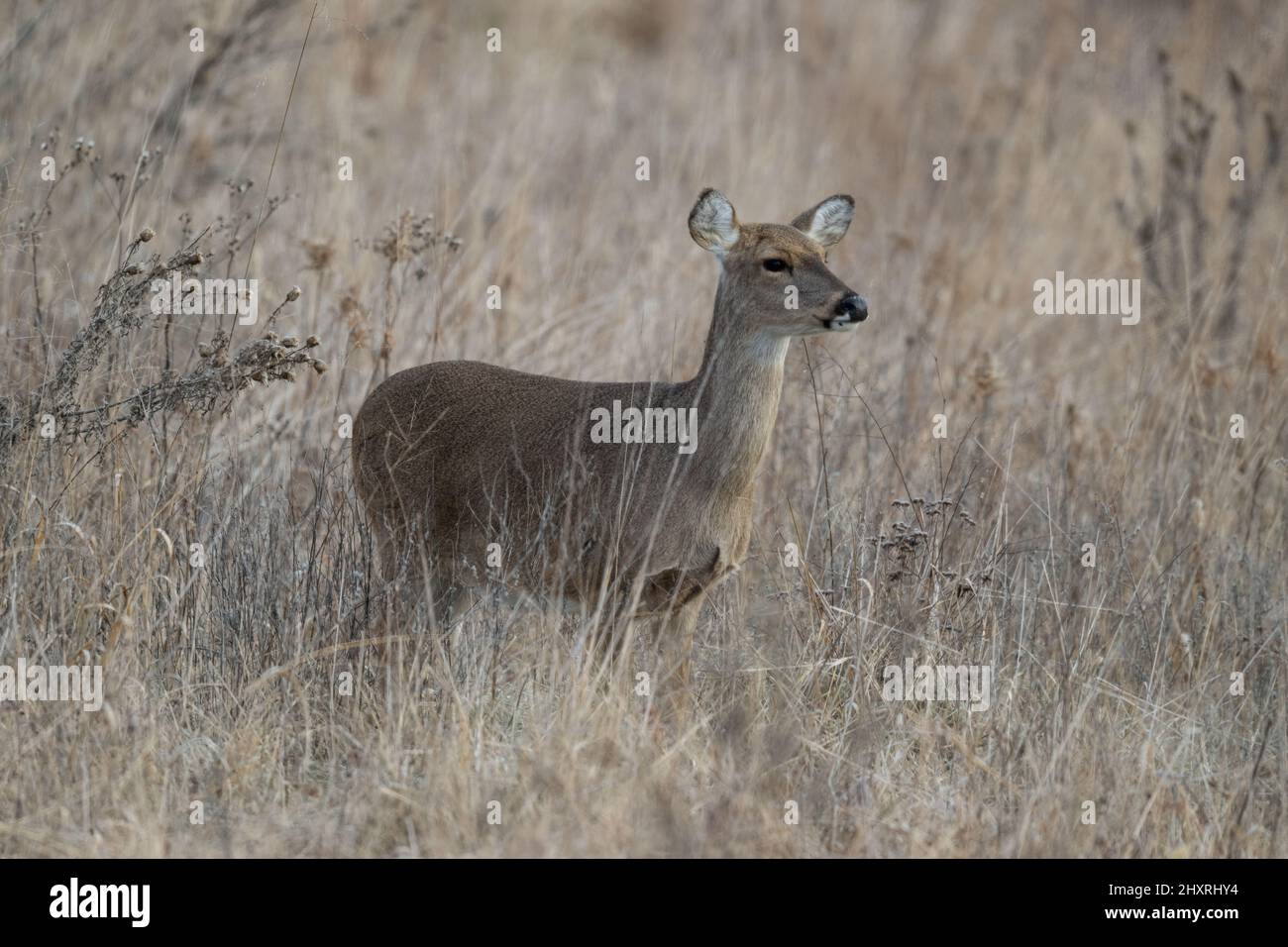 Small deer stands in the middle of a dry field in the forest Stock ...
