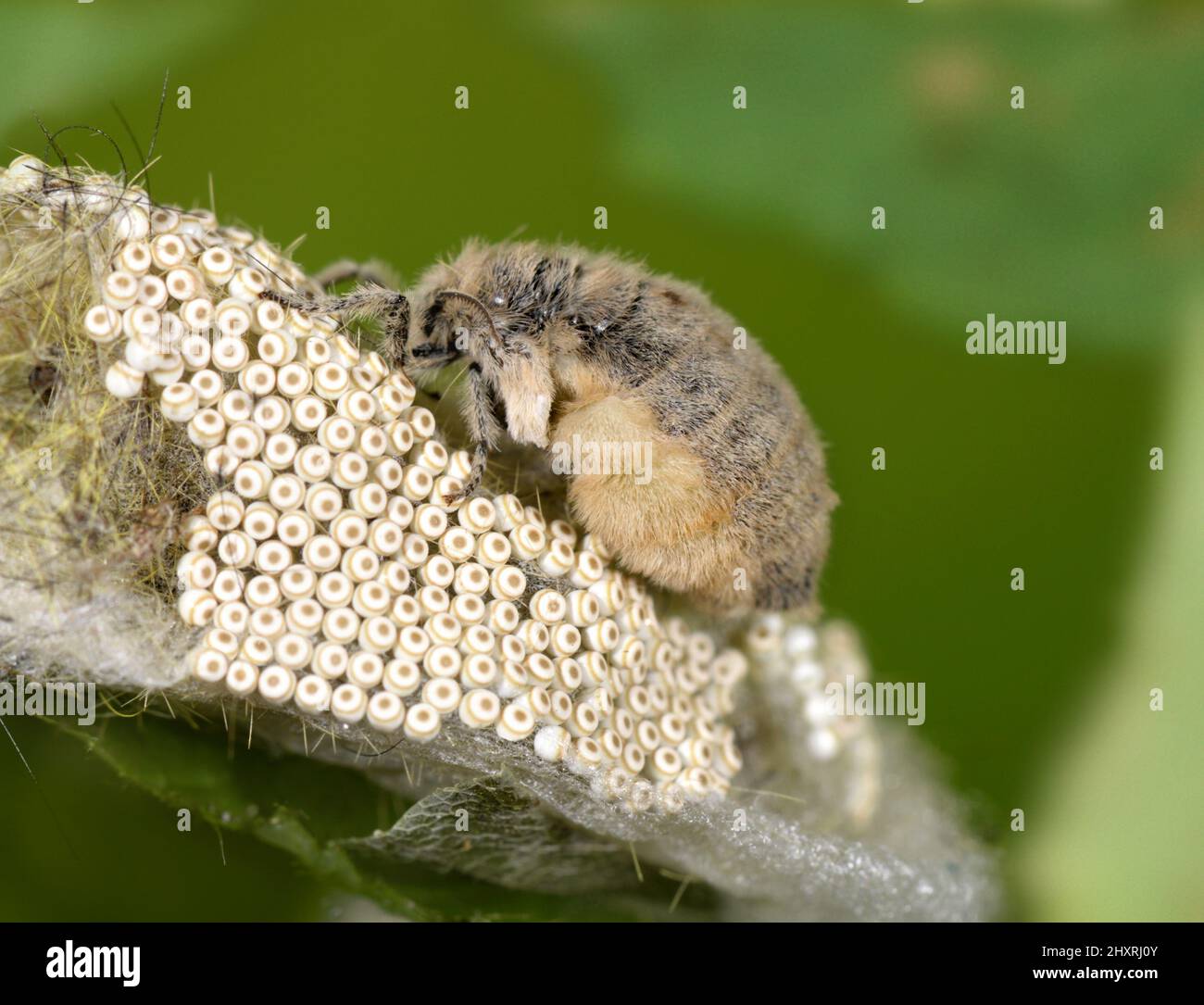 Female vapourer moth hi-res stock photography and images - Alamy