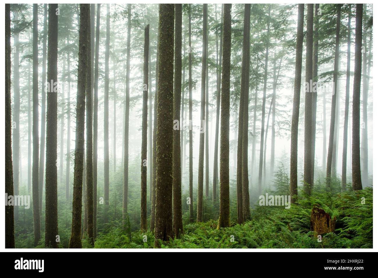 Trees in fog nature Cut Out Stock Images & Pictures - Alamy