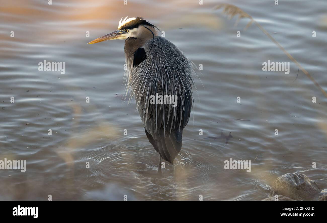 Grey heron standing on one leg hi-res stock photography and images - Alamy