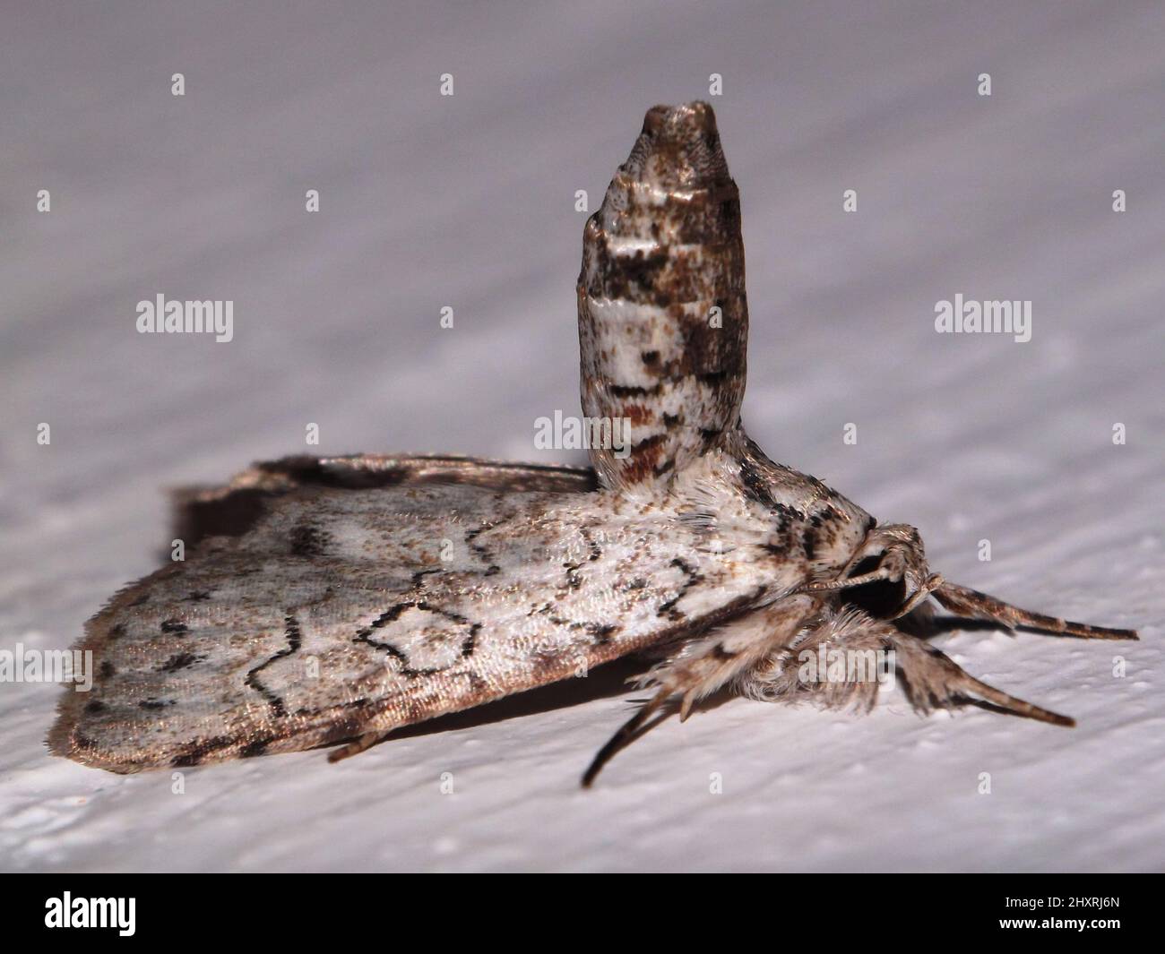 a posed Cup Moth - Family Limocodidae isolated on a white background ...