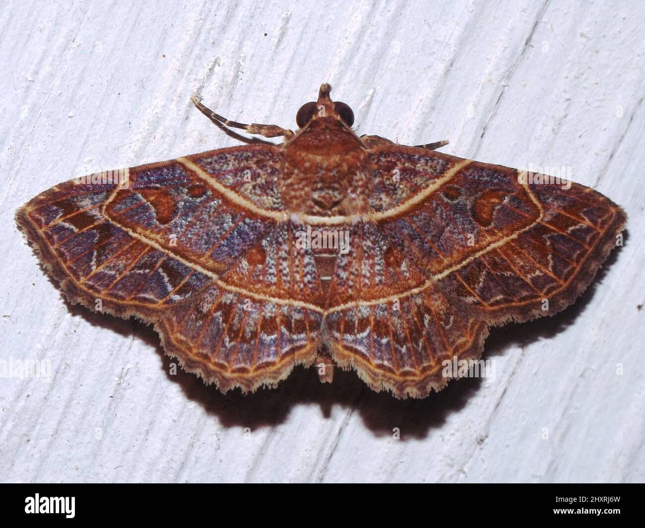 a rusty brown with white lines Geometer moth (family Geometridae ...